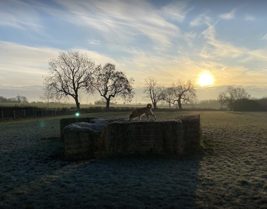 Secure Dog Field Hire in Great Staughton | Petsercise