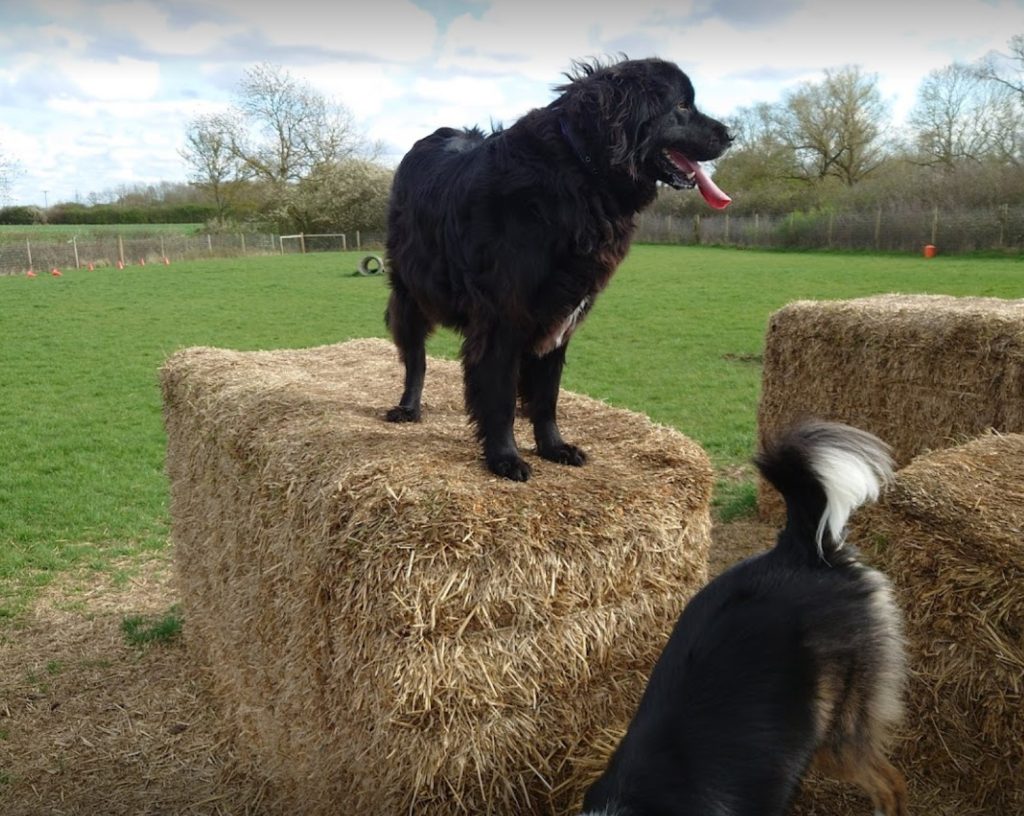 Secure Dog Field Hire in Great Staughton | Petsercise
